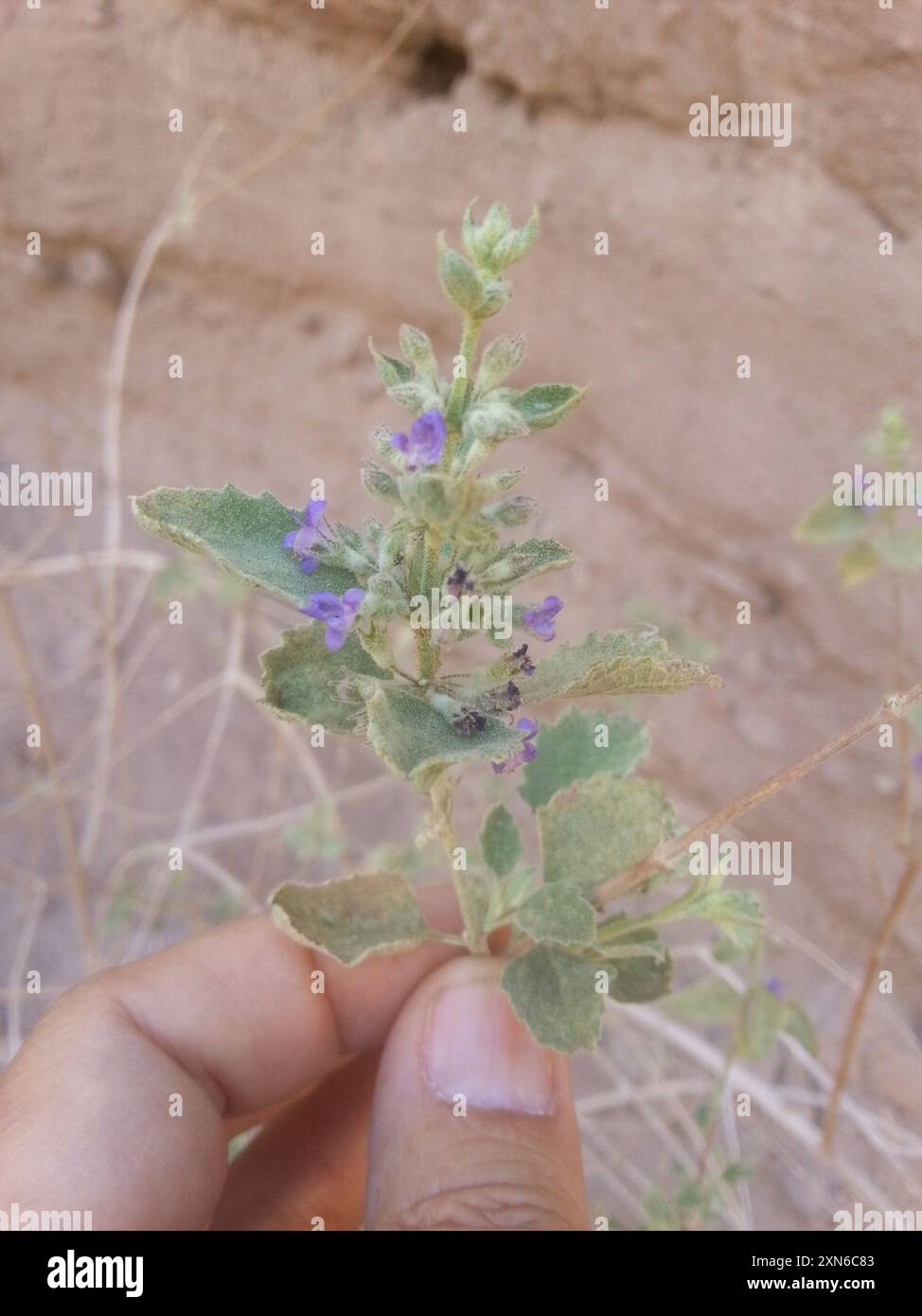 desert lavender (Condea emoryi) Plantae Stock Photo - Alamy