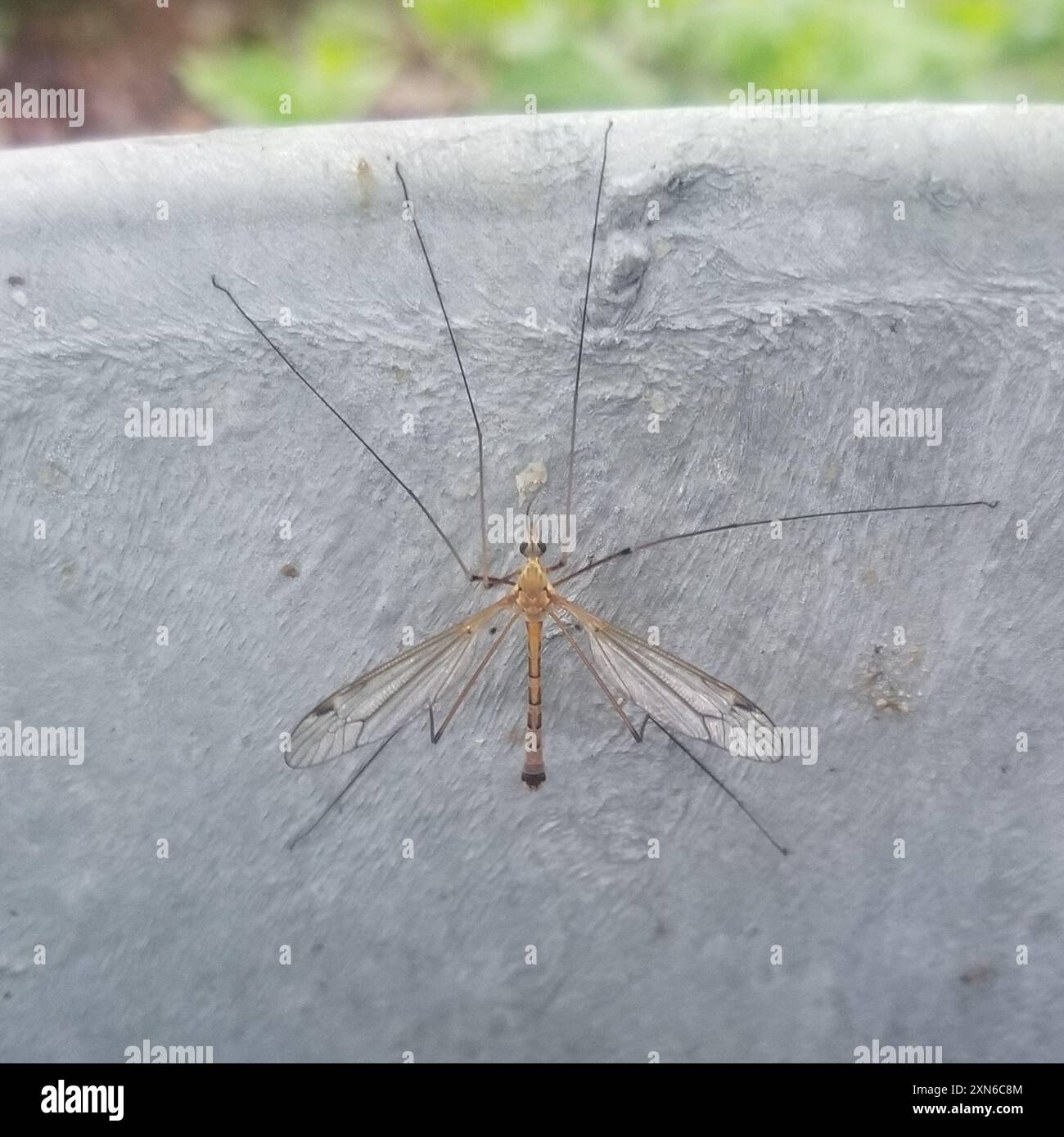 Common Crane Flies (Tipula) Insecta Stock Photo - Alamy