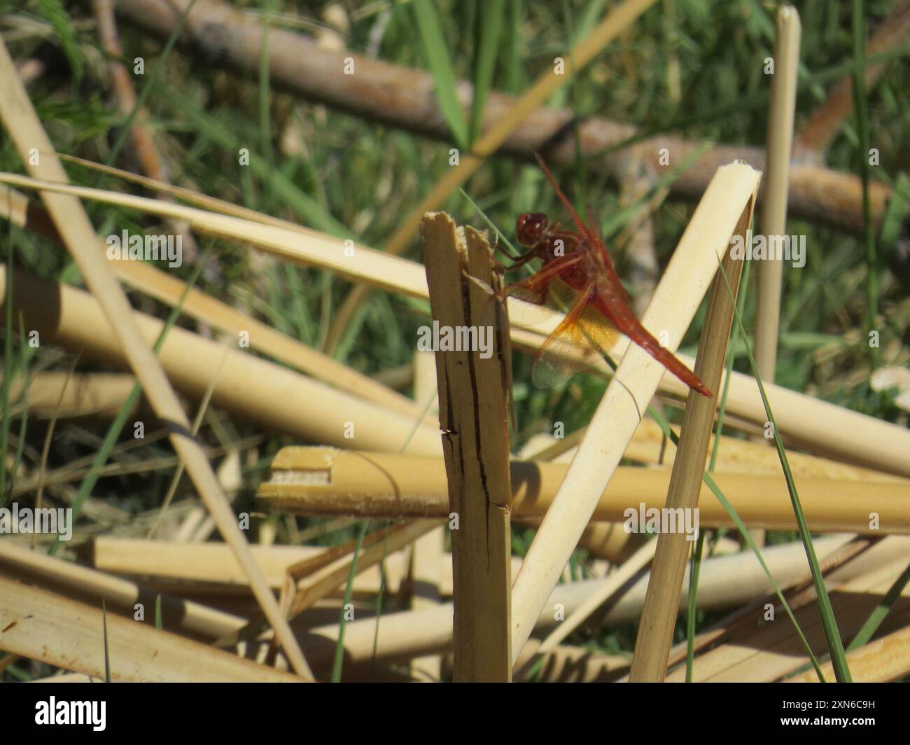 Flame Skimmer (Libellula saturata) Insecta Stock Photo - Alamy