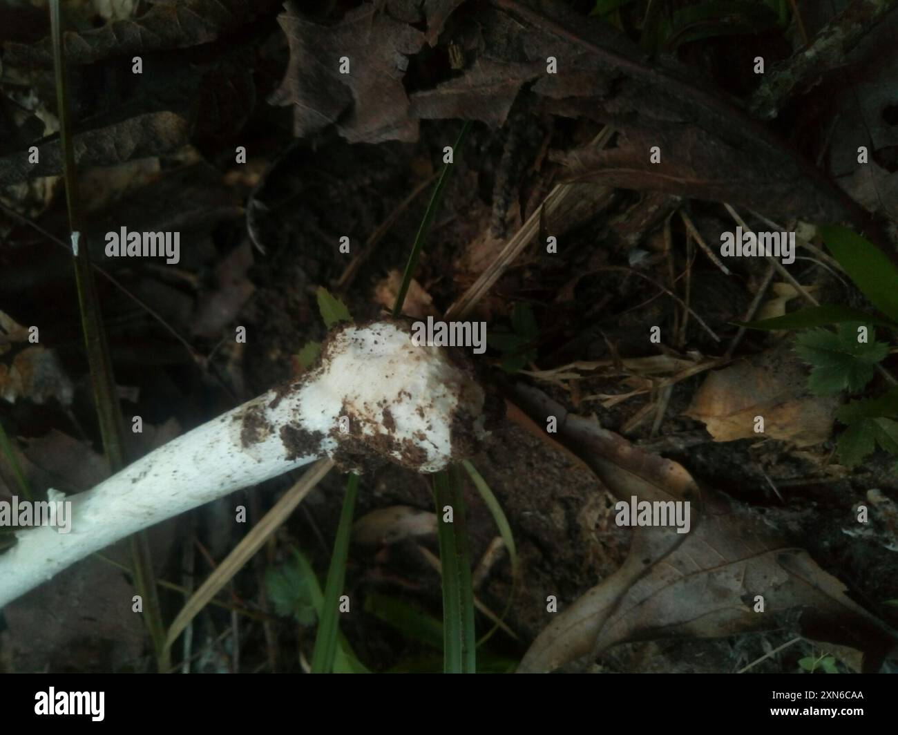 Eastern destroying angel amanita hi-res stock photography and images ...