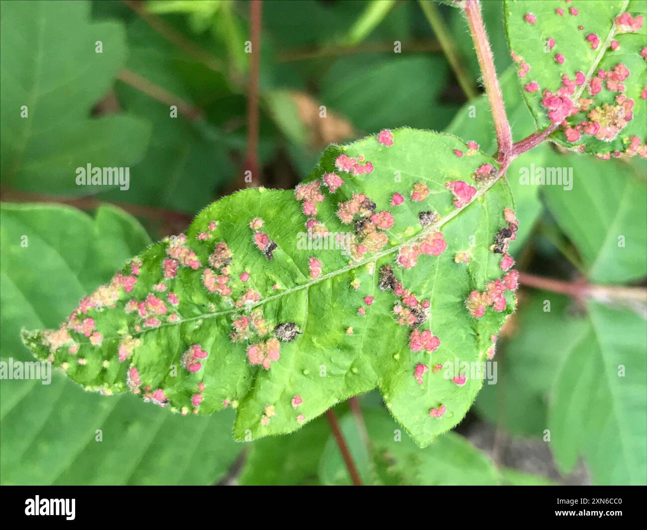 Poison Ivy Leaf Mite (Aculops rhois) Arachnida Stock Photo - Alamy