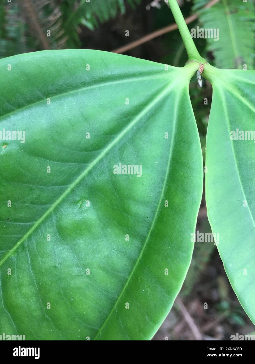 St. Ignatius' Bean (Strychnos ignatii) Plantae Stock Photo - Alamy