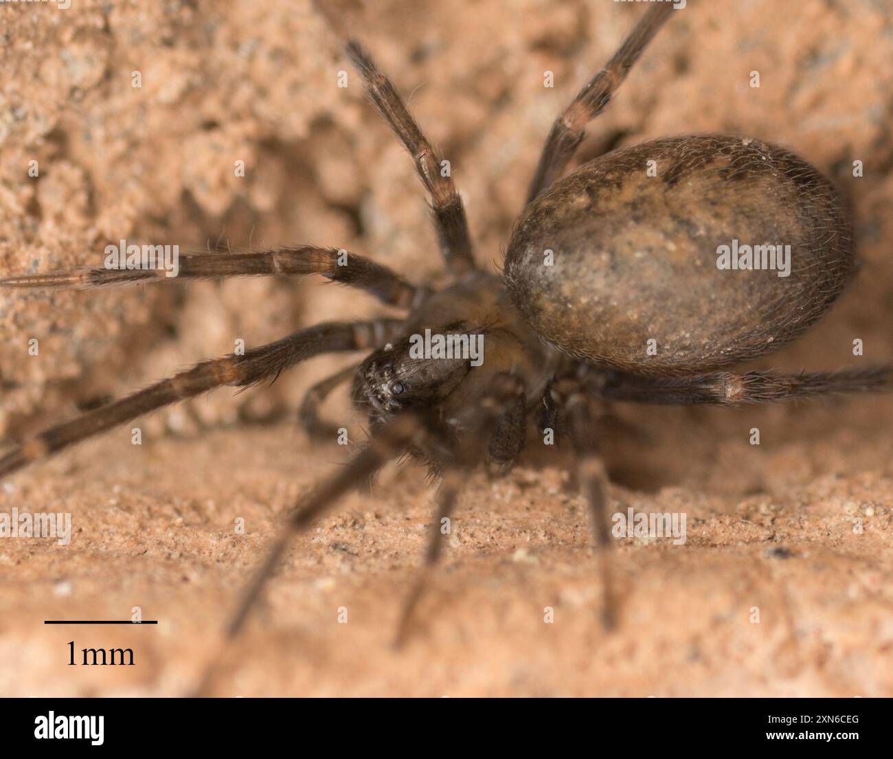 Typical Spiders (Araneomorphae) Arachnida Stock Photo - Alamy