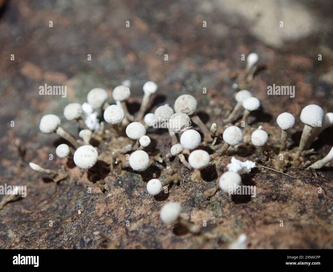Stalkball fungi hi-res stock photography and images - Alamy