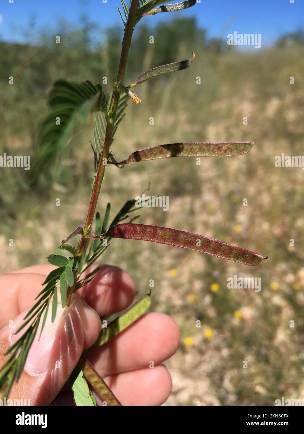 sensitive pea (Chamaecrista nictitans) Plantae Stock Photo - Alamy