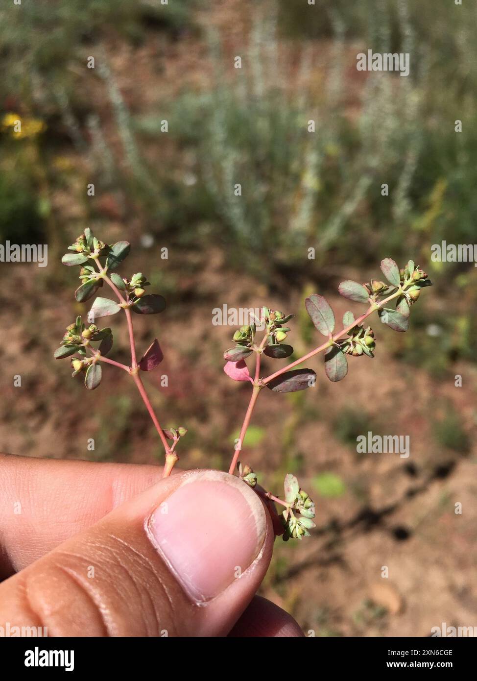 Thymeleaf Sandmat (Euphorbia serpillifolia) Plantae Stock Photo - Alamy