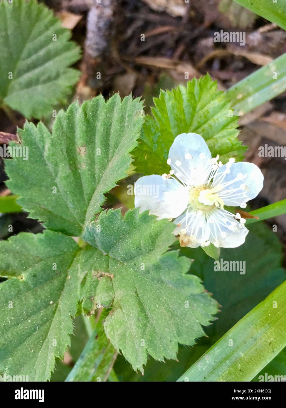 Roughfruit Raspberry (Rubus lasiococcus) Plantae Stock Photo - Alamy