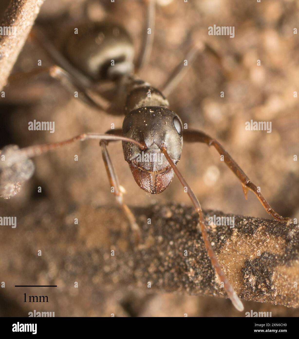 fusca-group Field Ants and Allies (Formica fusca) Insecta Stock Photo ...