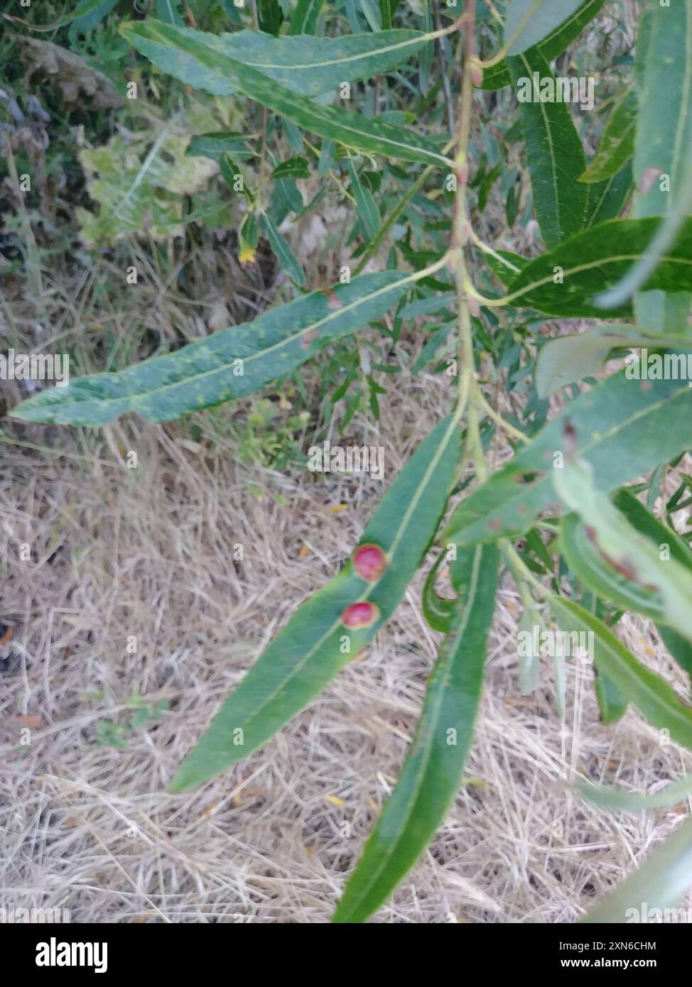 Willow Apple Gall Sawfly (Euura californica) Insecta Stock Photo - Alamy