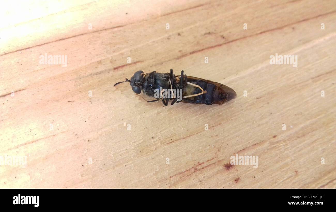 Black Soldier Fly (Hermetia illucens) Insecta Stock Photo - Alamy