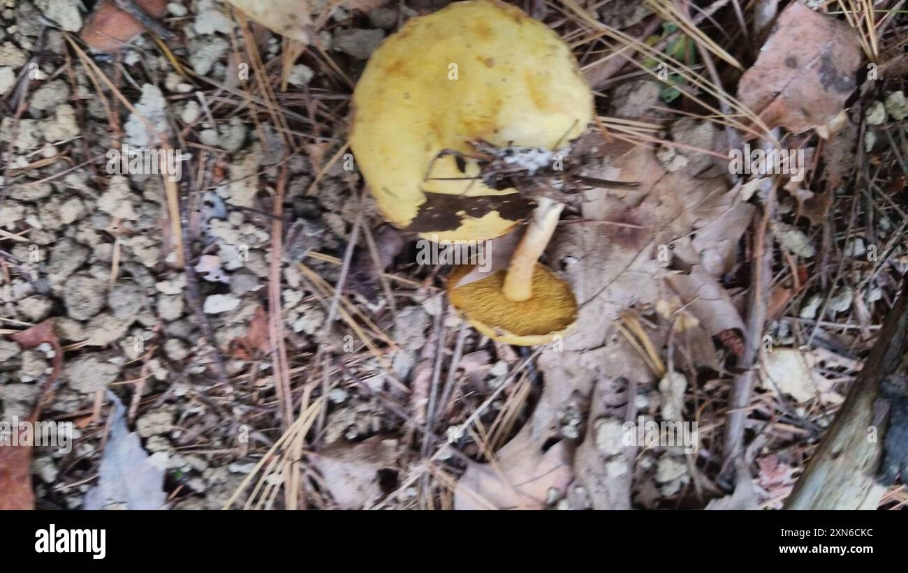 Chicken Fat Mushroom (Suillus americanus) Fungi Stock Photo - Alamy