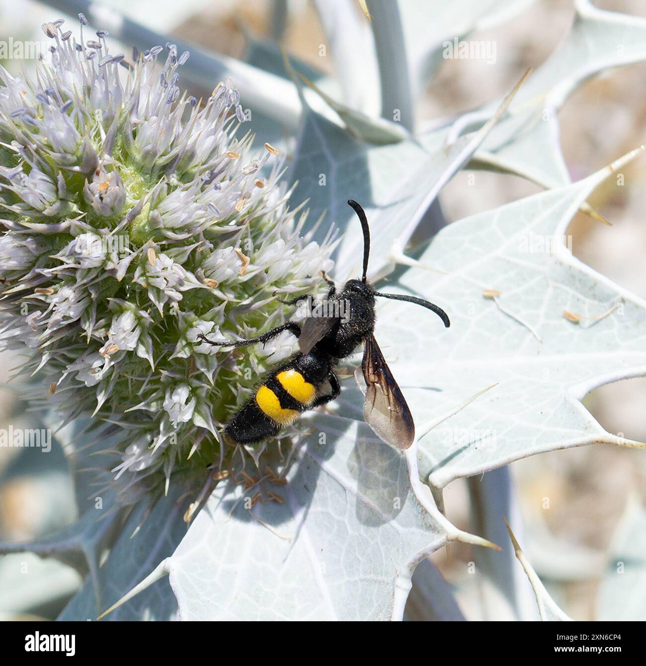 Hairy Scoliid Wasp (Scolia hirta) Insecta Stock Photo - Alamy