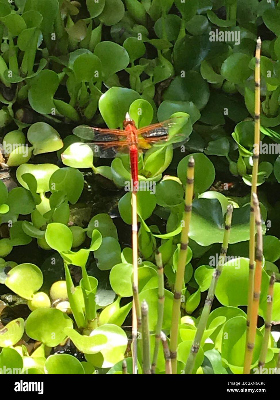 Neon Skimmer (Libellula croceipennis) Insecta Stock Photo - Alamy