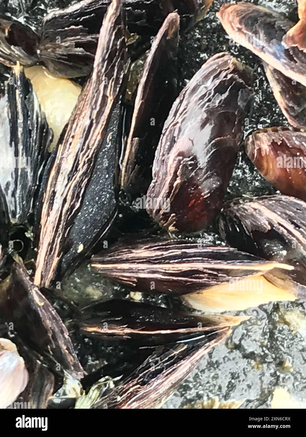 Isognomon isognomon hi-res stock photography and images - Alamy