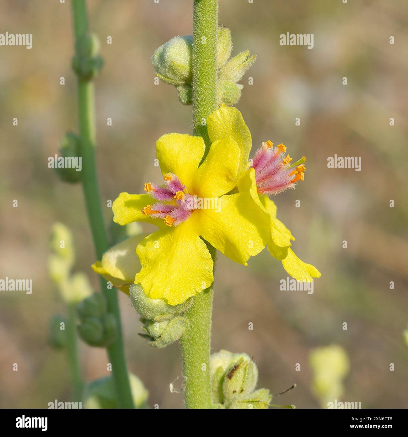 Mullein verbascum sinuatum hi-res stock photography and images - Alamy