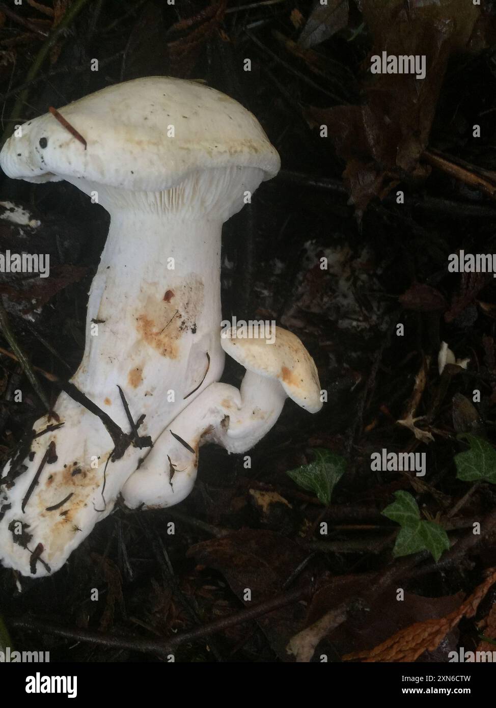 Large White Leucopax (Leucopaxillus albissimus) Fungi Stock Photo - Alamy