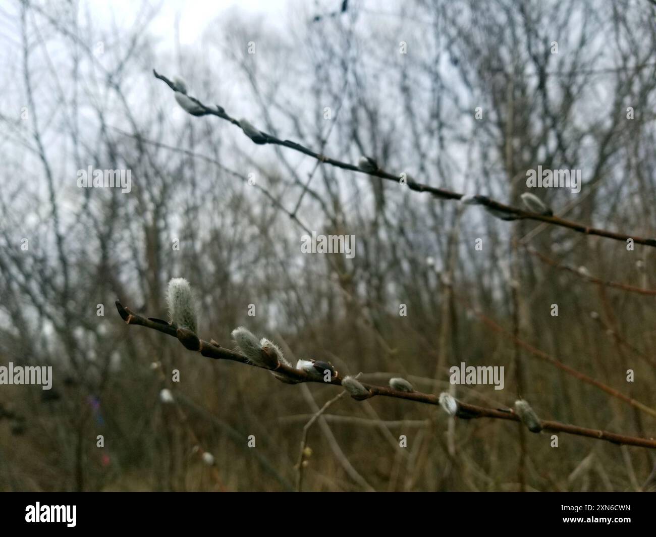 pussy willow (Salix discolor) Plantae Stock Photo - Alamy