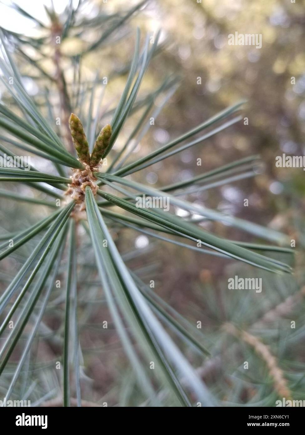 Pinus quadrifolia hi-res stock photography and images - Alamy