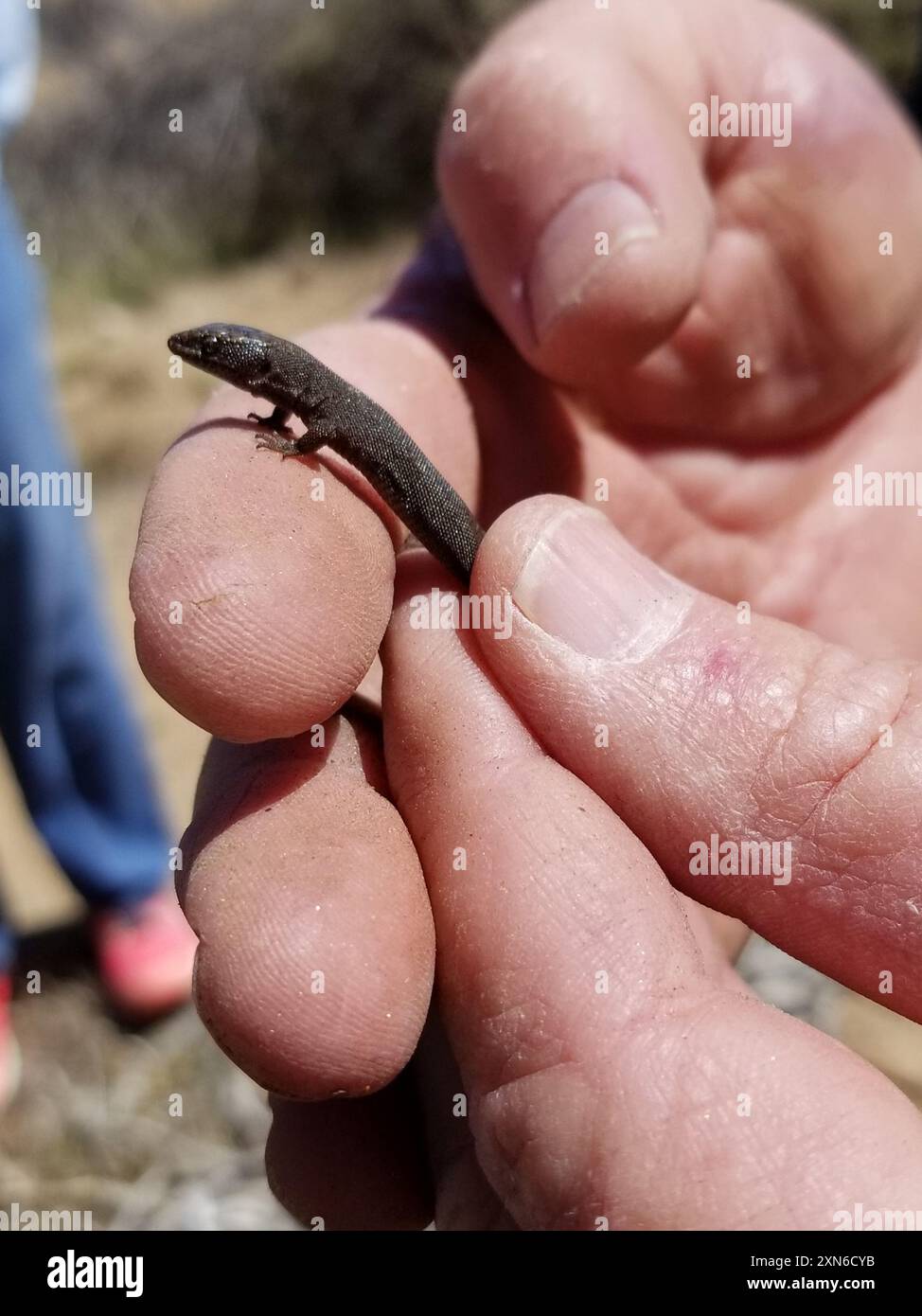 Xantusia vigilis hi-res stock photography and images - Alamy