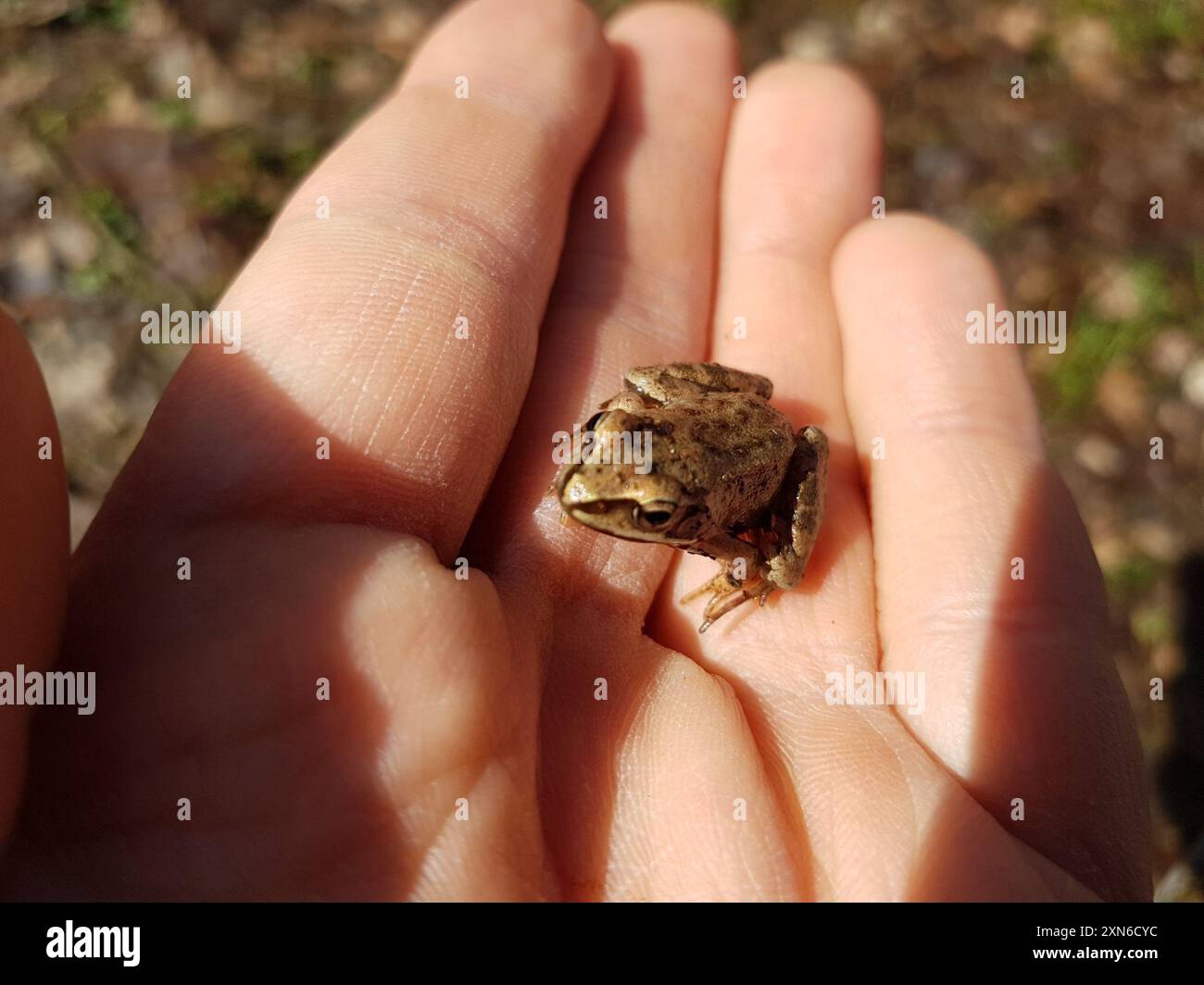 Pond Frogs (Rana) Amphibia Stock Photo - Alamy