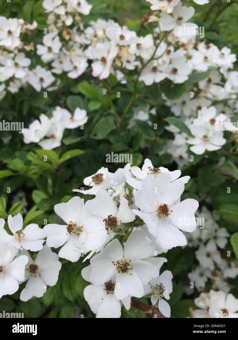 multiflora rose (Rosa multiflora) Plantae Stock Photo - Alamy