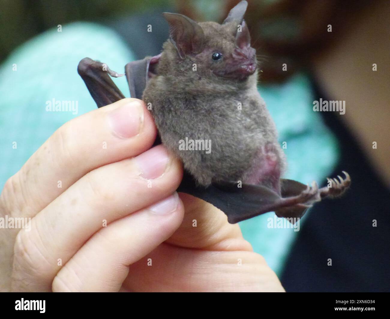 Seba's Short-tailed Bat (Carollia perspicillata) Mammalia Stock Photo ...