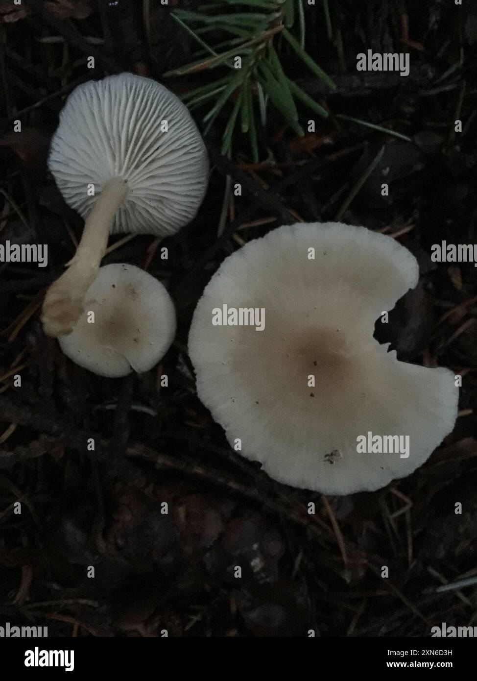 Fragrant Funnel (Clitocybe fragrans) Fungi Stock Photo - Alamy