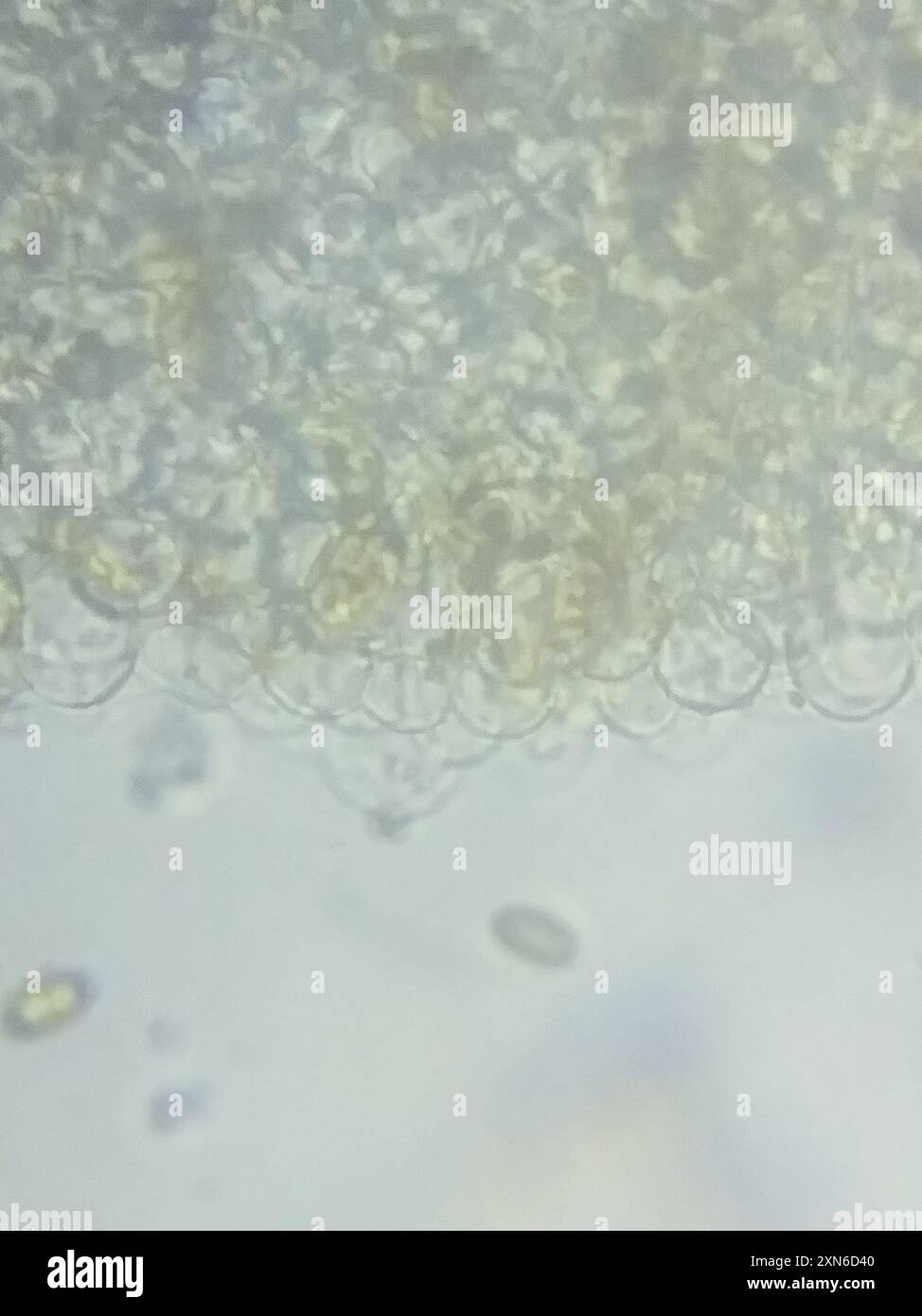 Coprophilus hi-res stock photography and images - Alamy