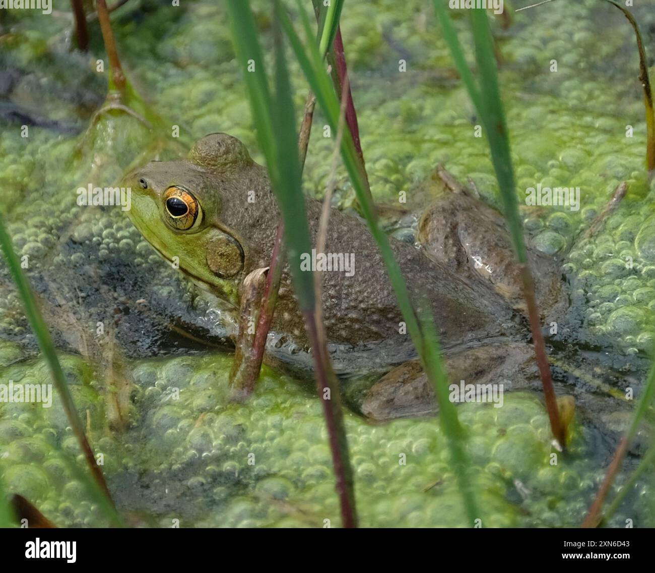 American Bullfrog (Lithobates catesbeianus) Amphibia Stock Photo - Alamy