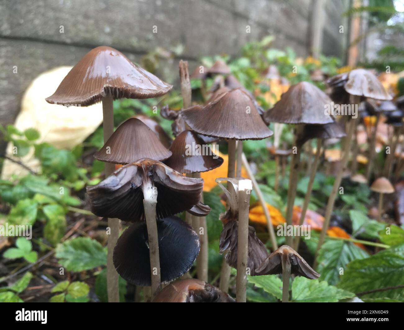 Tall Psathyrella (Psathyrella longipes) Fungi Stock Photo - Alamy