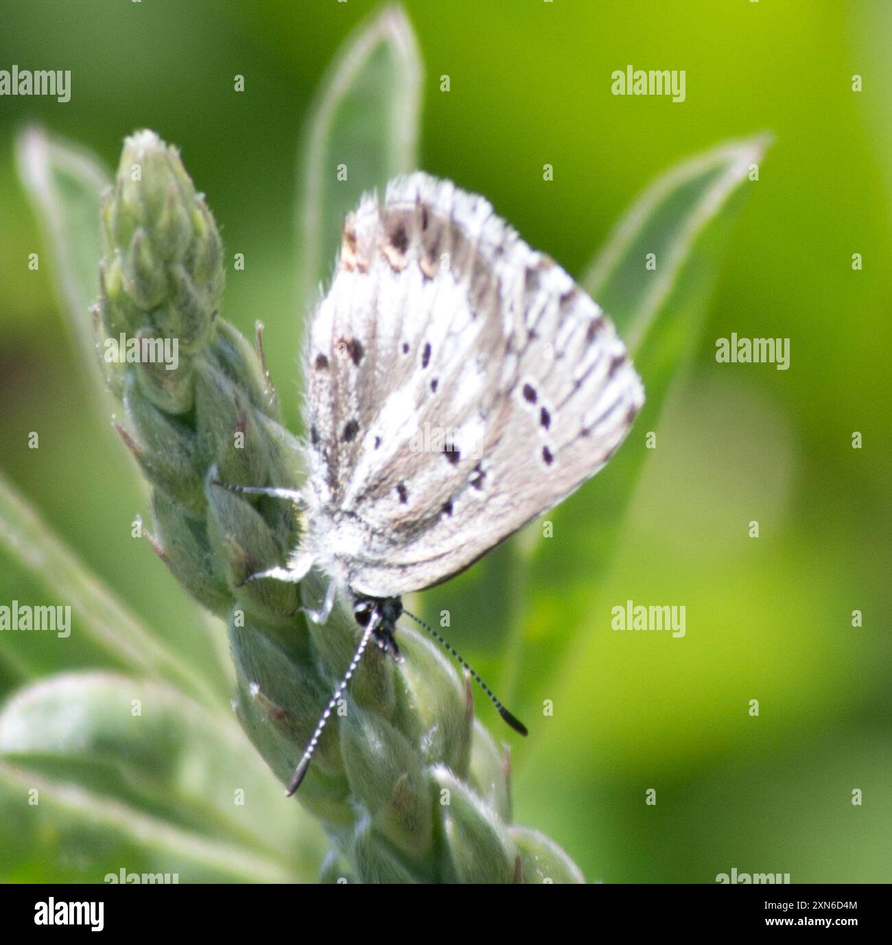 Arrowhead Blue (Glaucopsyche piasus) Insecta Stock Photo - Alamy