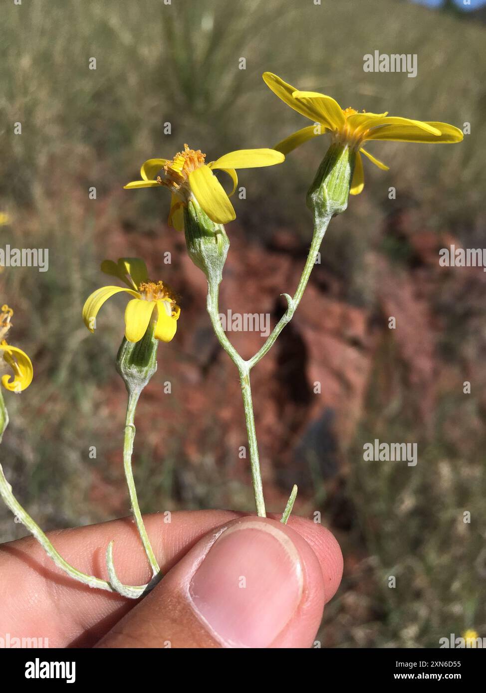 threadleaf groundsel (Senecio flaccidus) Plantae Stock Photo - Alamy