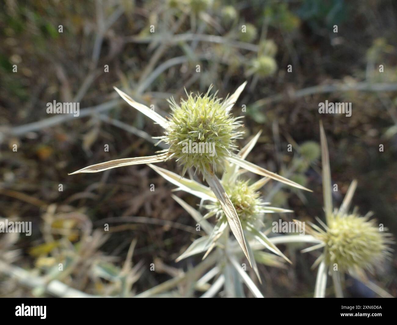 Field Eryngo (Eryngium campestre) Plantae Stock Photo - Alamy