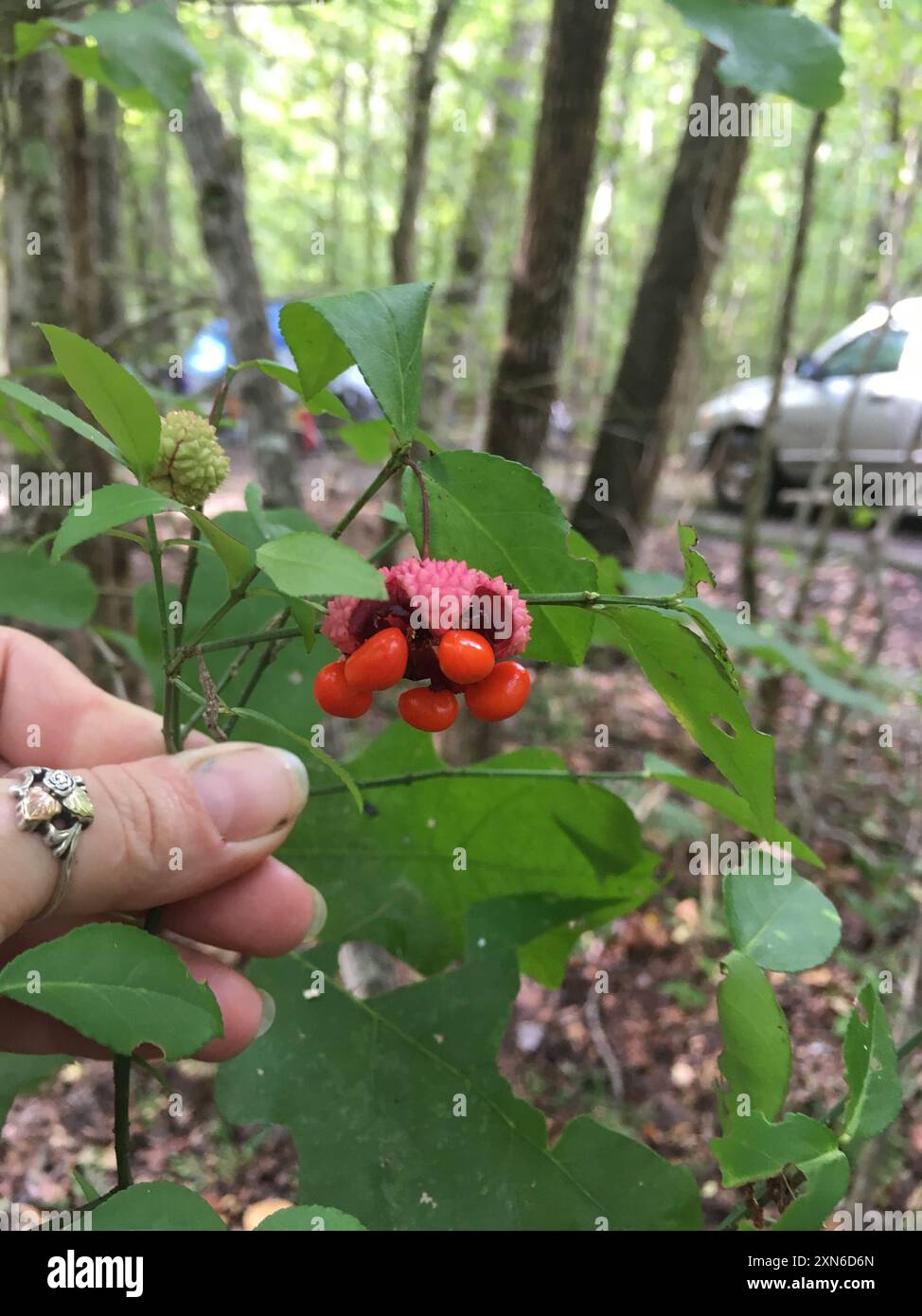 strawberry bush (Euonymus americanus) Plantae Stock Photo - Alamy