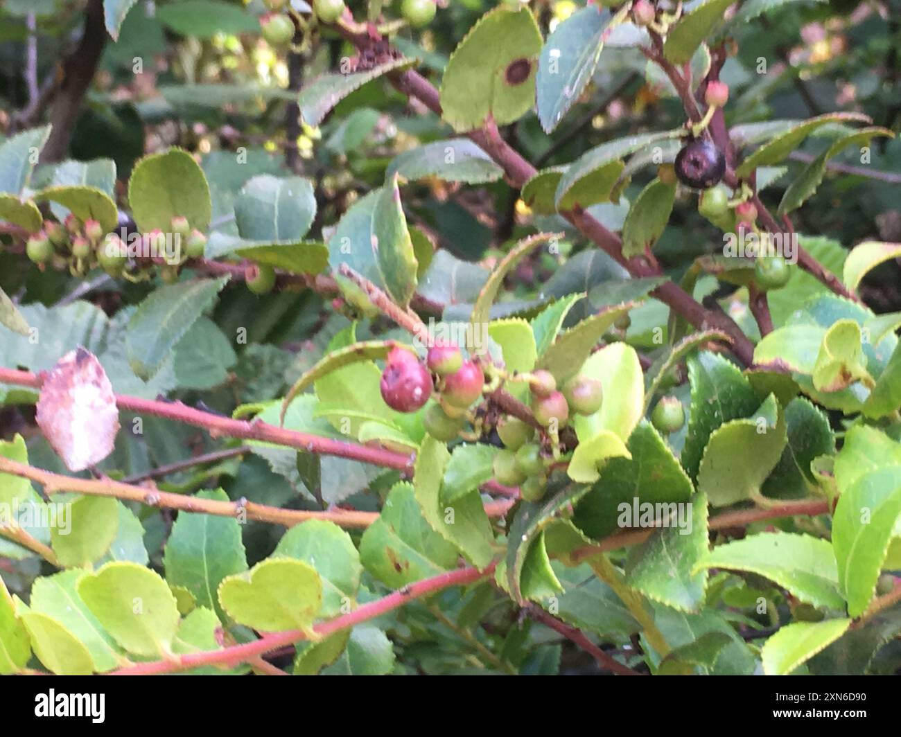 Evergreen Huckleberry (Vaccinium ovatum) Plantae Stock Photo - Alamy