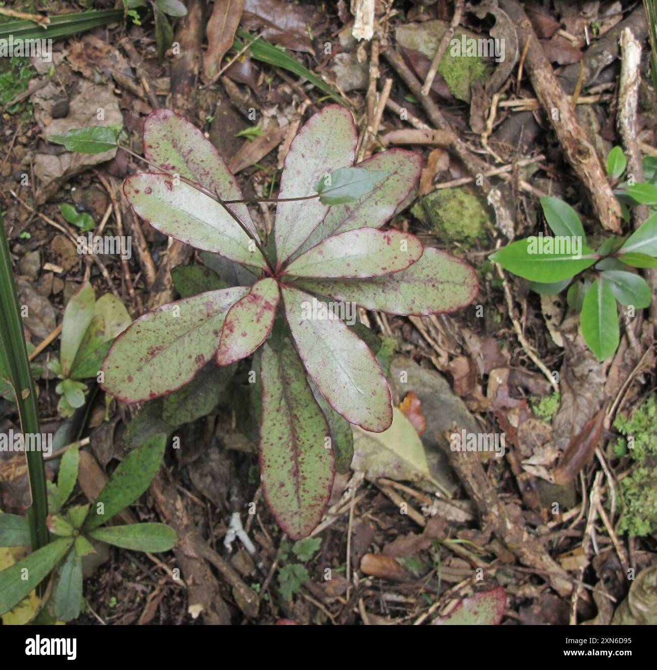 Mountain Horopito (Pseudowintera colorata) Plantae Stock Photo - Alamy