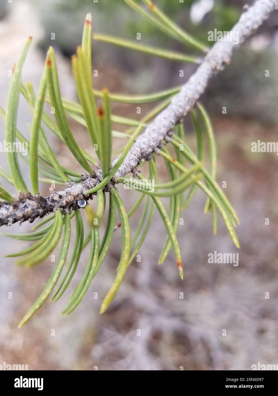 Colorado Pinyon (Pinus edulis) Plantae Stock Photo - Alamy