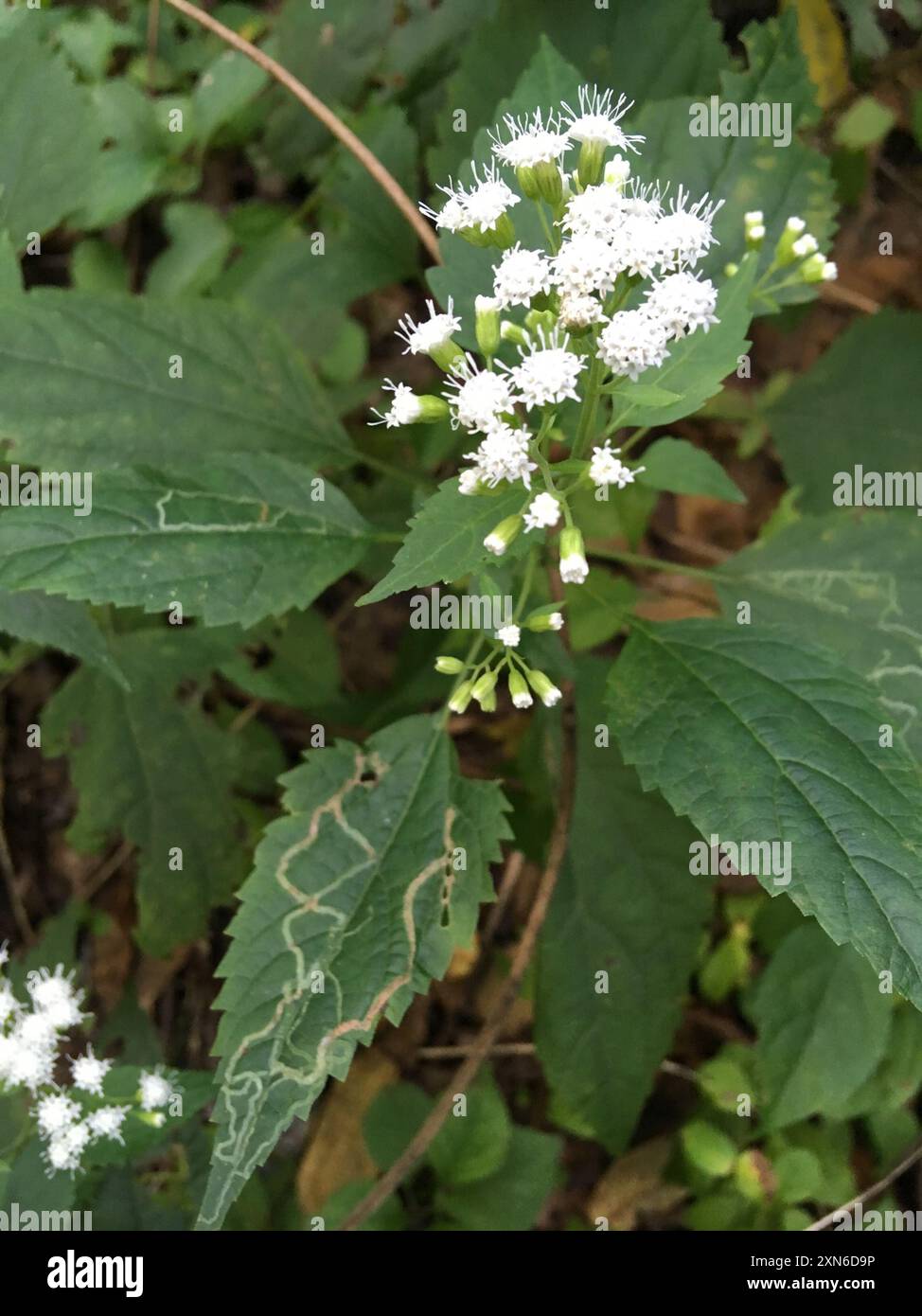 white snakeroot (Ageratina altissima) Plantae Stock Photo - Alamy