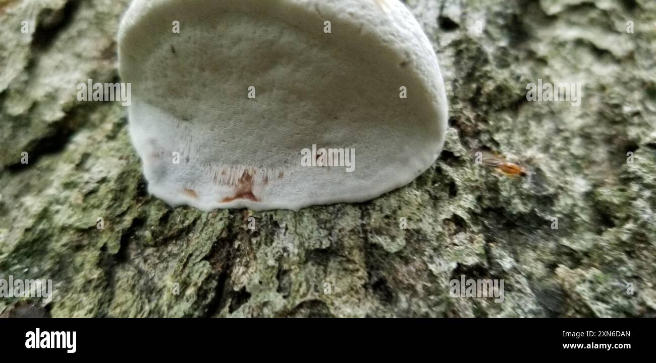 (Ganoderma megaloma) Fungi Stock Photo - Alamy