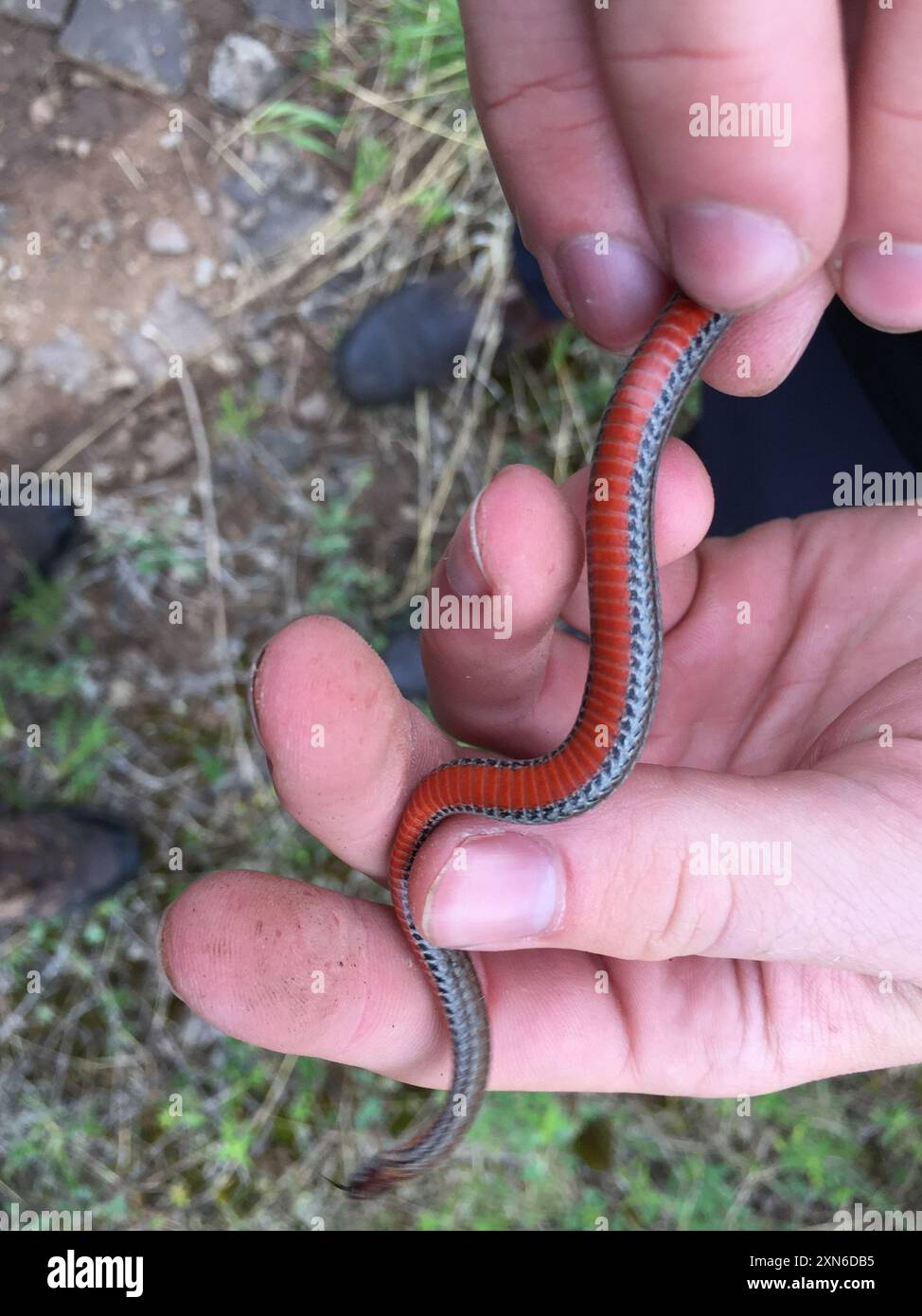 Red-bellied Snake (Storeria occipitomaculata) Reptilia Stock Photo - Alamy