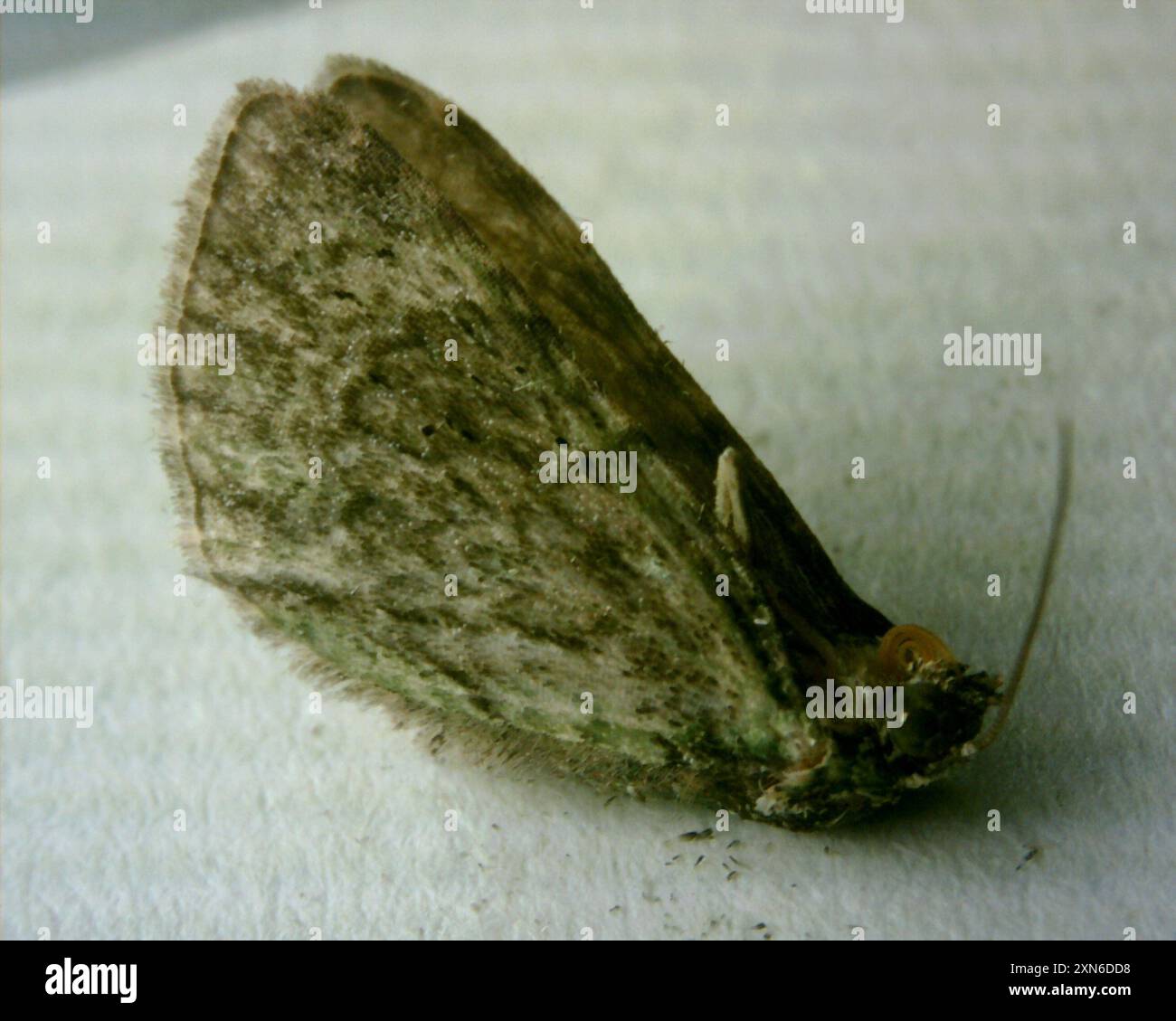 Owlet Moths and Allies (Noctuoidea) Insecta Stock Photo - Alamy