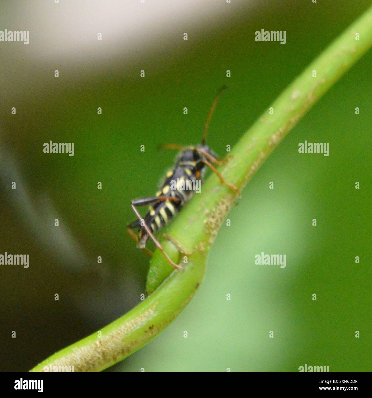 Round necked longhorn beetle hi-res stock photography and images - Alamy
