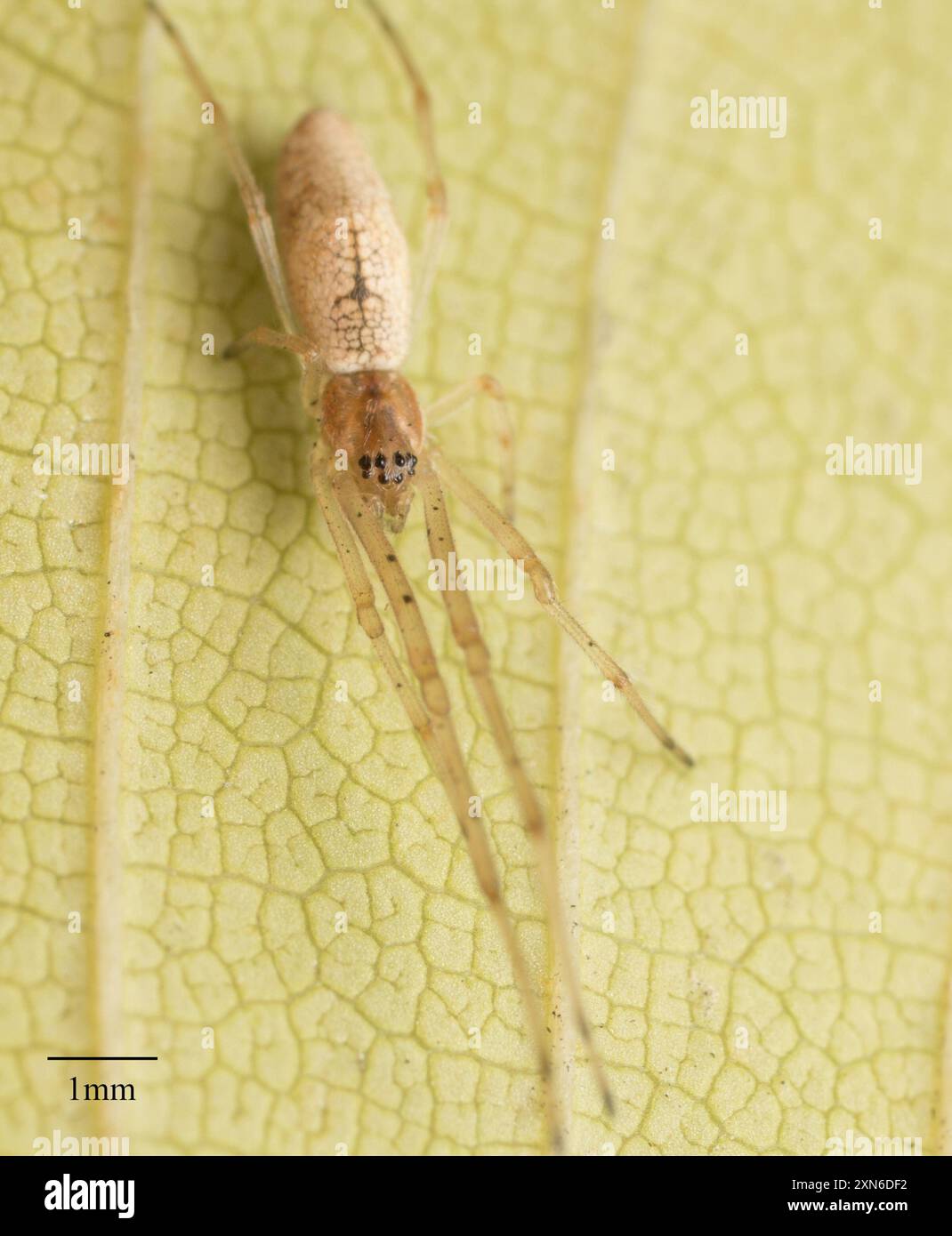 Stretch Spiders (Tetragnatha) Arachnida Stock Photo - Alamy