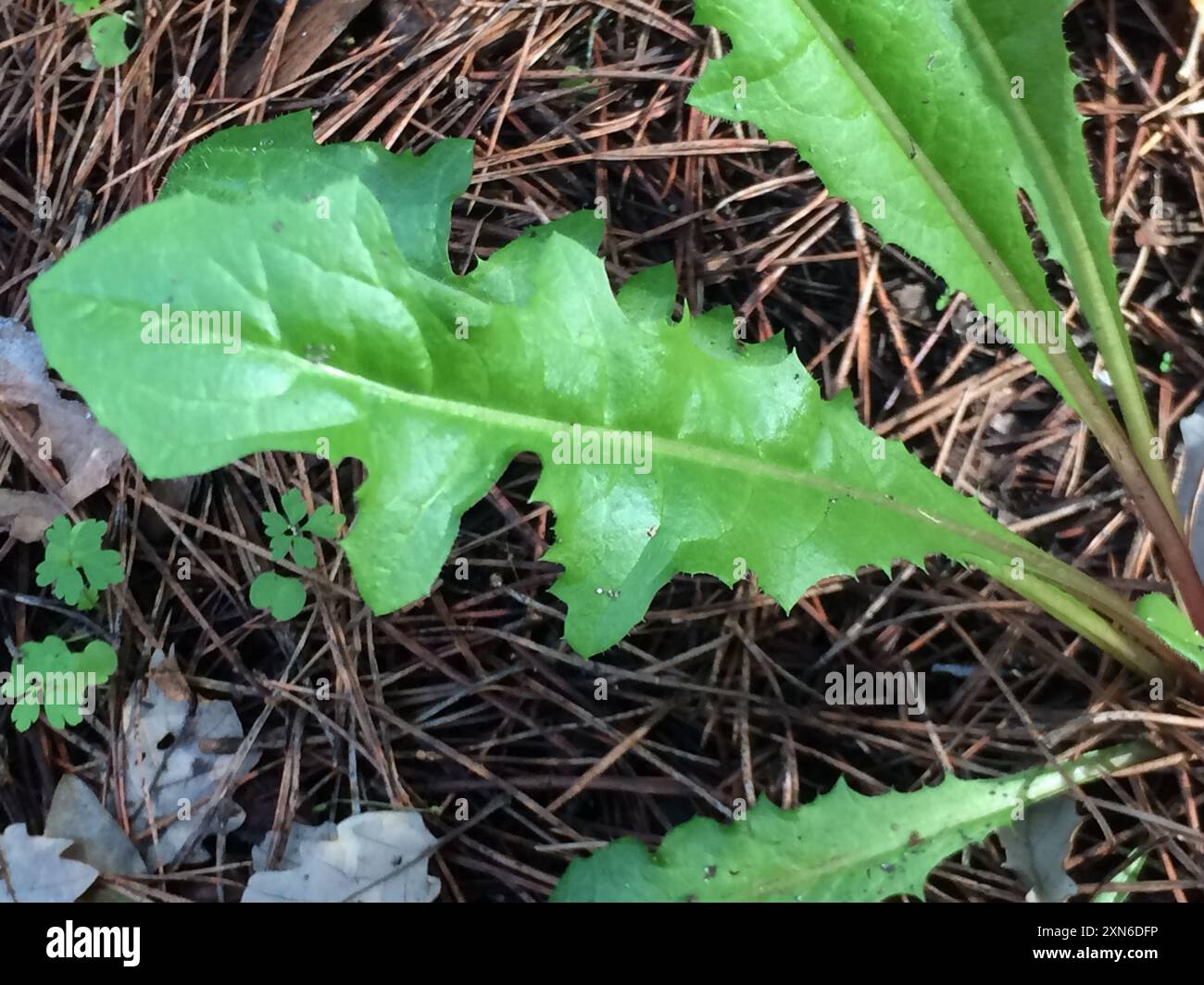 chicories, dandelions, and allies (Cichorioideae) Plantae Stock Photo ...