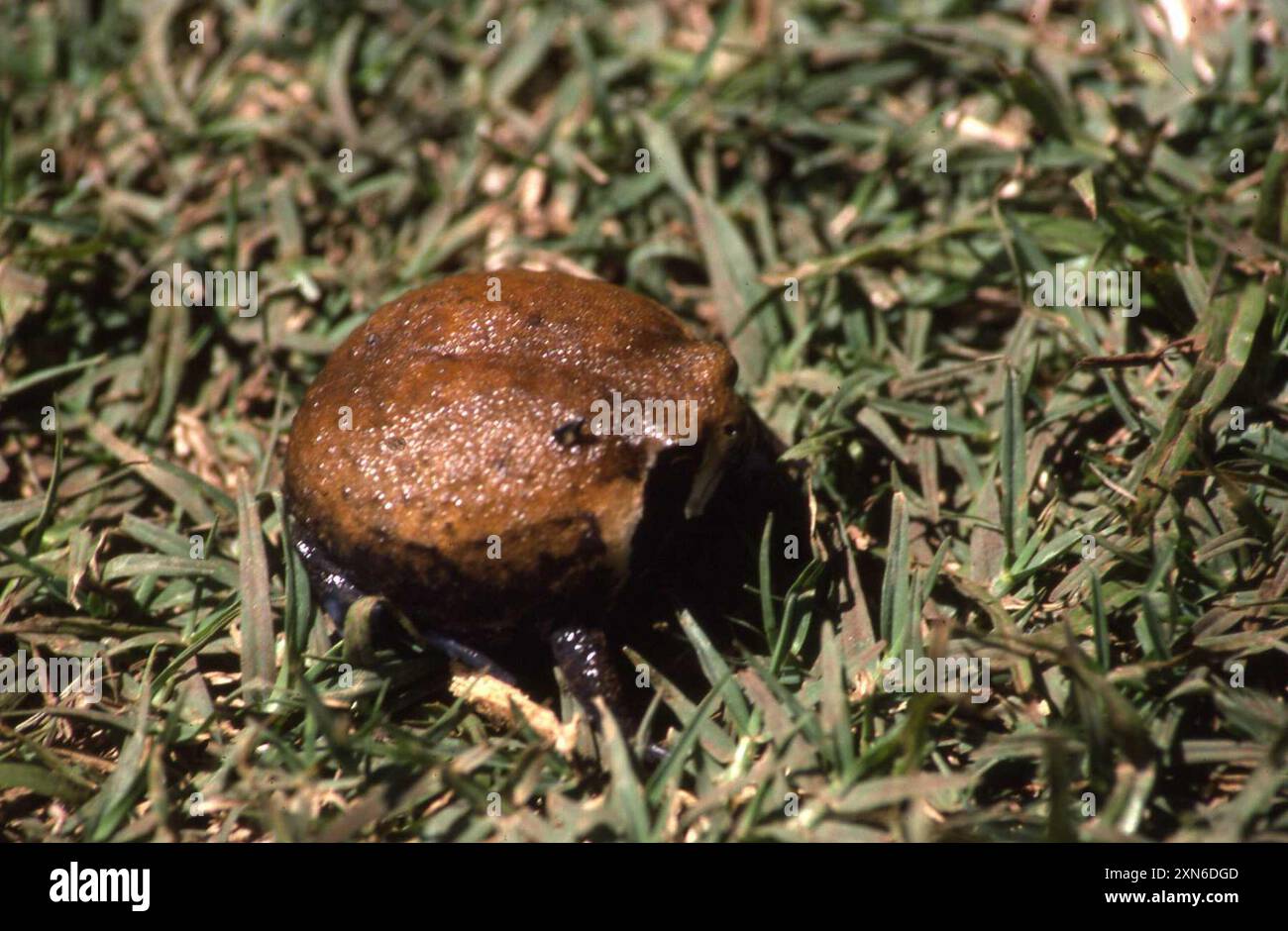 Rain Frogs (Breviceps) Amphibia Stock Photo - Alamy