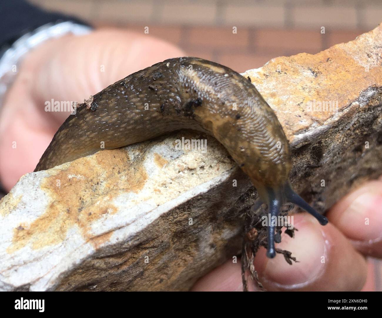 Yellow Cellar Slug (Limacus flavus) Mollusca Stock Photo - Alamy