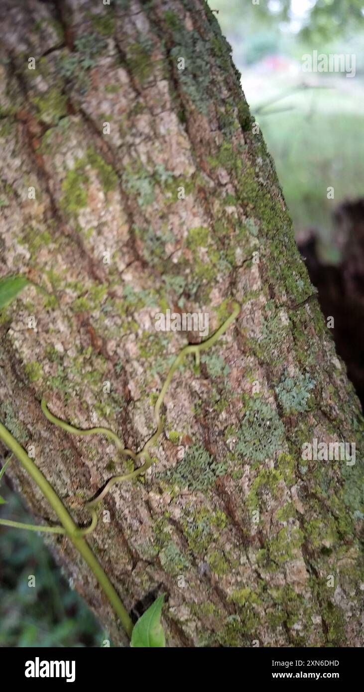 thicket creeper (Parthenocissus inserta) Plantae Stock Photo - Alamy