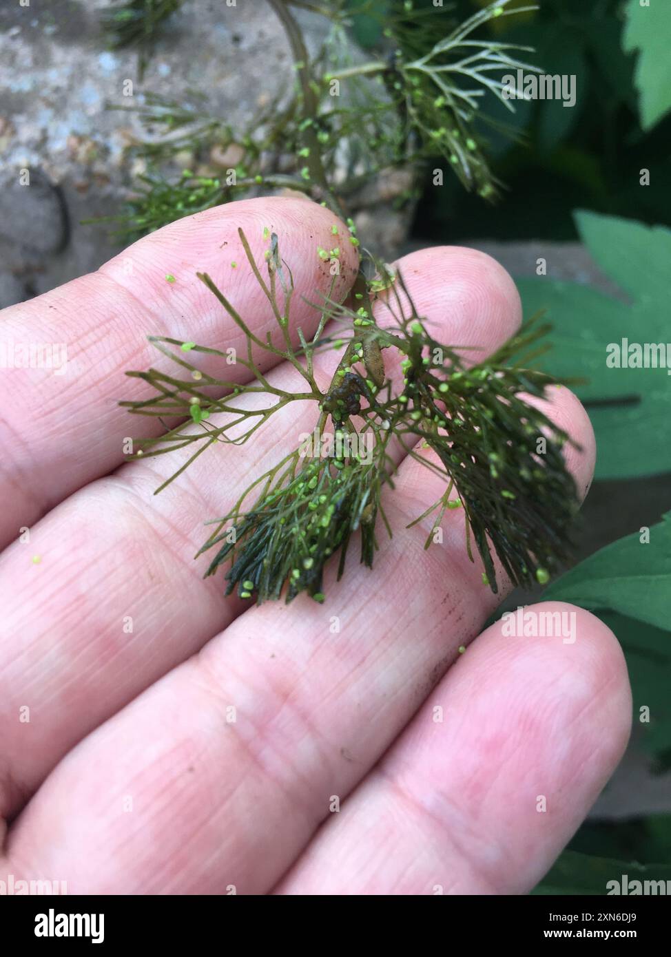 Carolina Fanwort (Cabomba caroliniana) Plantae Stock Photo - Alamy