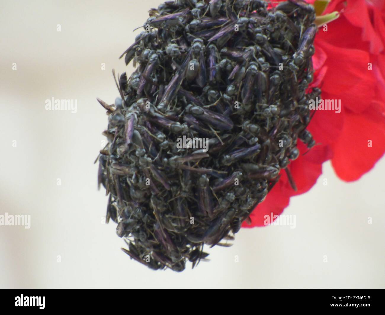 Paper Wasps (Polistinae) Insecta Stock Photo - Alamy