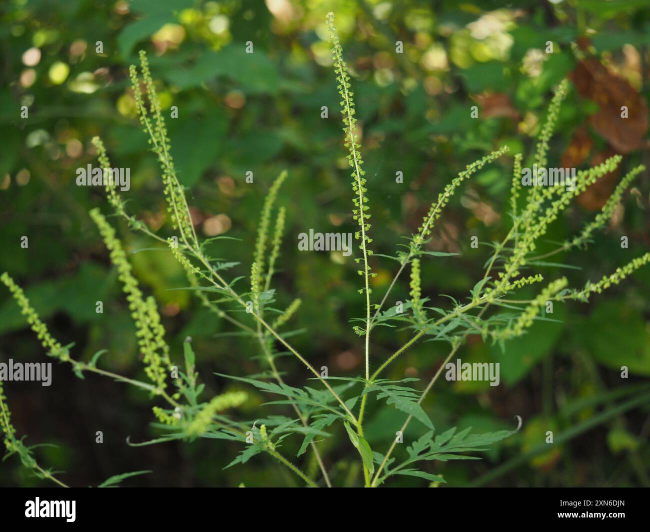common ragweed (Ambrosia artemisiifolia) Plantae Stock Photo - Alamy